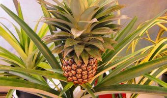 uzgoj ananasa | Savjetnica