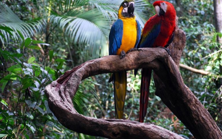 Amazonska prašuma, najveća i najstarija biljna formacija