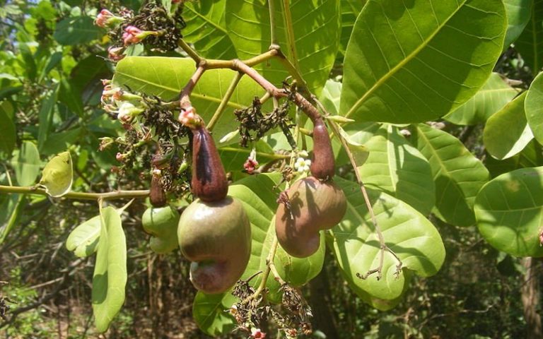 Indijski oraščić - ljekovitost - Savjetnica