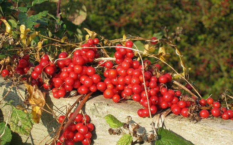 Vilin korijen | Savjetnica