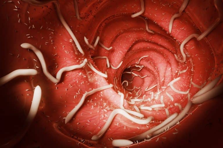 Paraziti u tijelu: 7 simptoma - Savjetnica